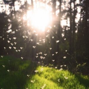 Tickets : Renaissance Printemps Ostara - Cercle de Femmes "de Chez Soi ...