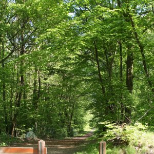 Tickets : Randonnée Forêt de Meudon - Billetweb