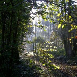 Tickets : Contes et légendes de la forêt - Billetweb