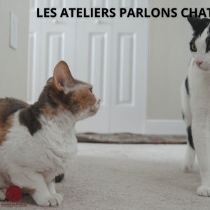 Tickets : Les Ateliers Parlons Chat - Billetweb
