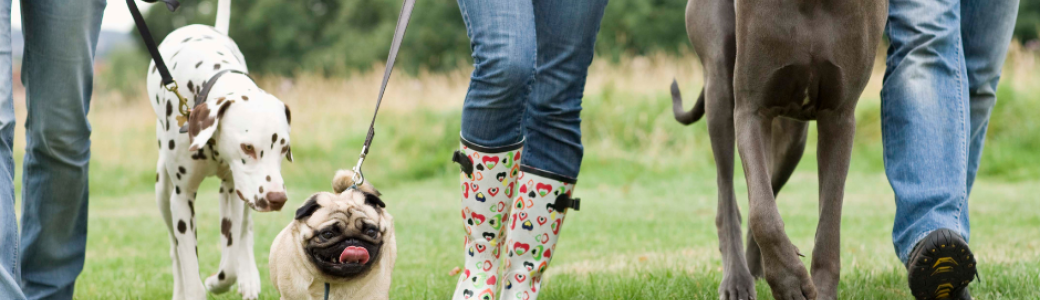 Tickets : Balade Canine Educative : Toutes races - Billetweb