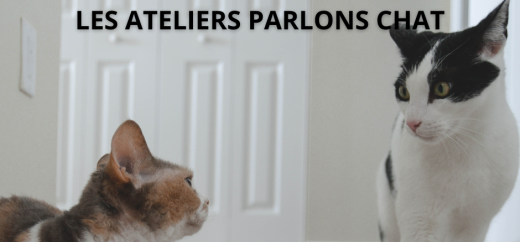 Tickets : Les Ateliers Parlons Chat - Billetweb
