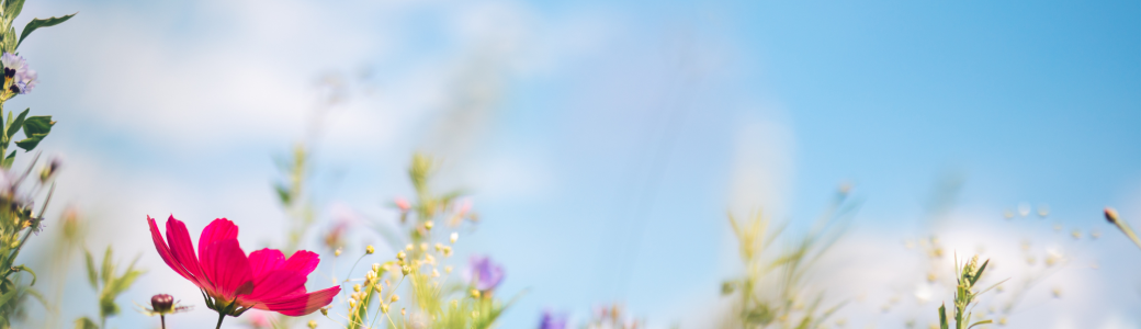 Tickets : 3-5 ans : Mes racines, mon arbre - Billetweb