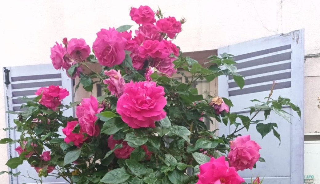 Tickets : Promenade : lieux insolites Quartiers Plaisance,Petit ...